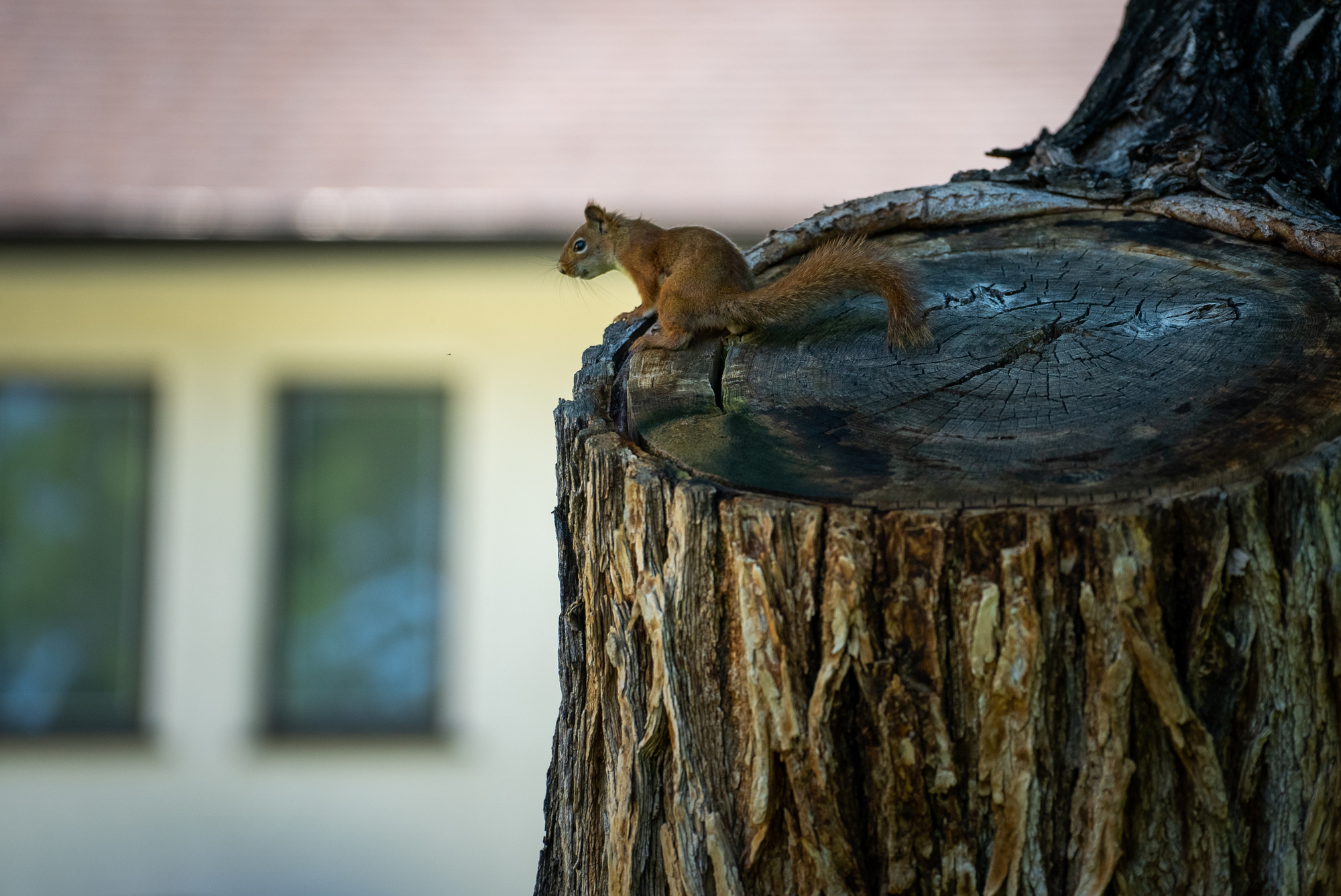 Concordia students awarded grants for research on squirrels, mice ...