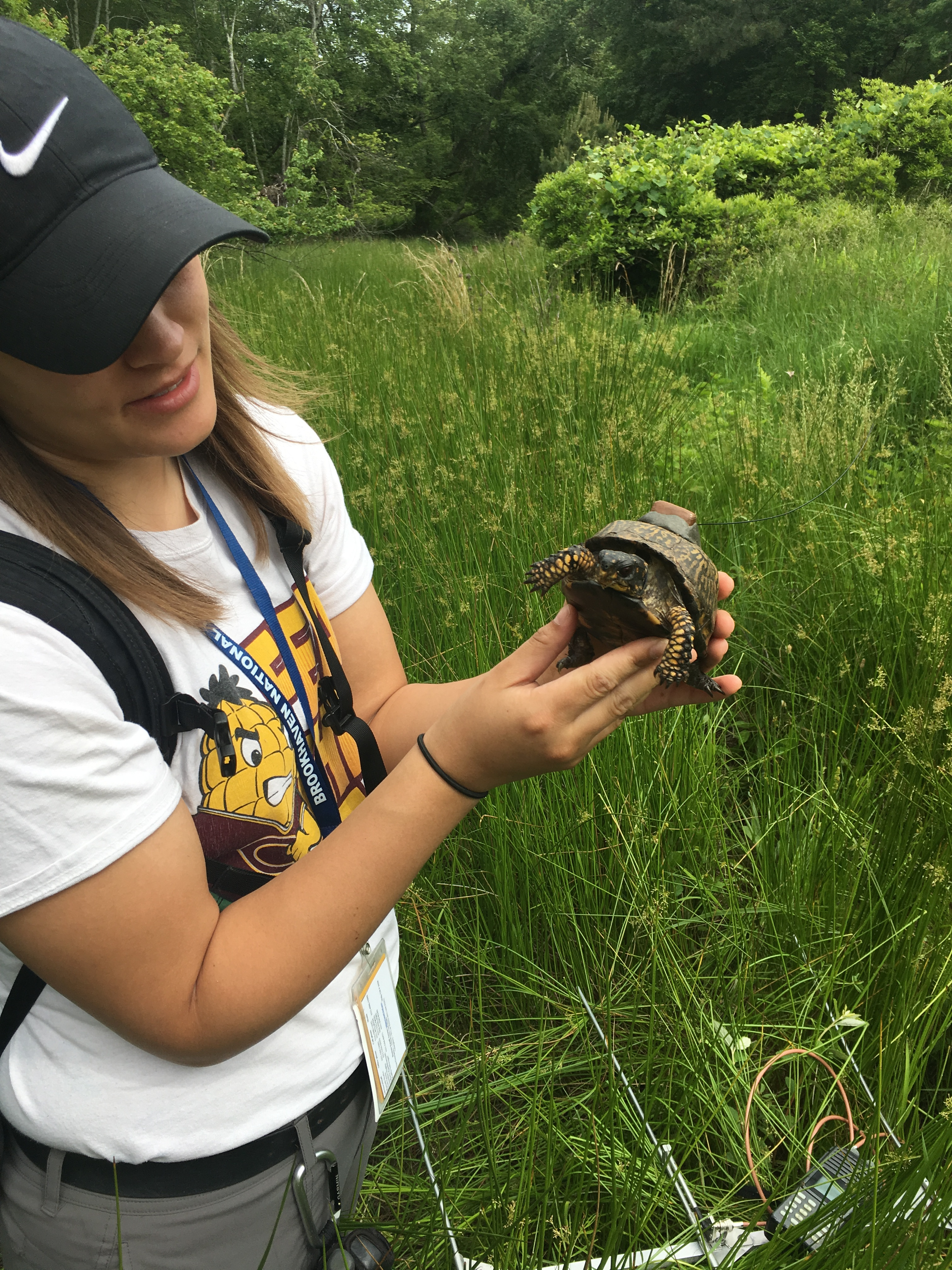 Tracking Turtles Through Telemetry | Concordia College